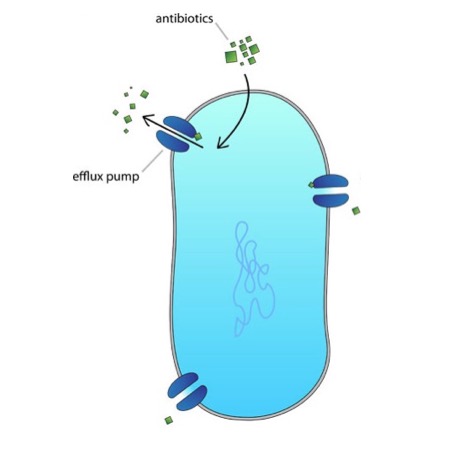 The Missing Science In The Antibiotic Feed Debate American Council On 0656